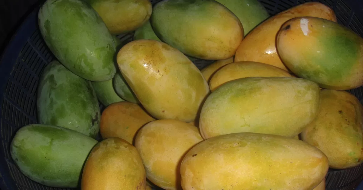 Trade in mangoes becomes another victim of insecurity | Quixote Center